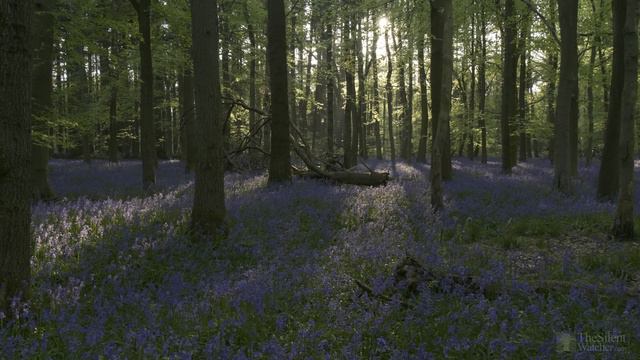 [1]  Bluebell Woods - English Forest - Birds Singing - No Loop - Relaxing Nature Video & Sounds