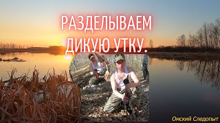Дикая утка. Теребим и разделываем.