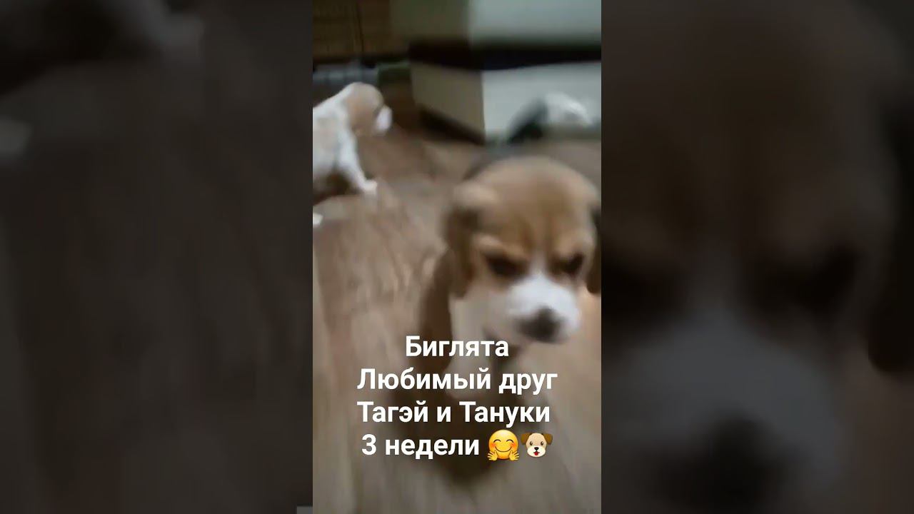 Биглята Любимый друг: Тагэй и Тануки