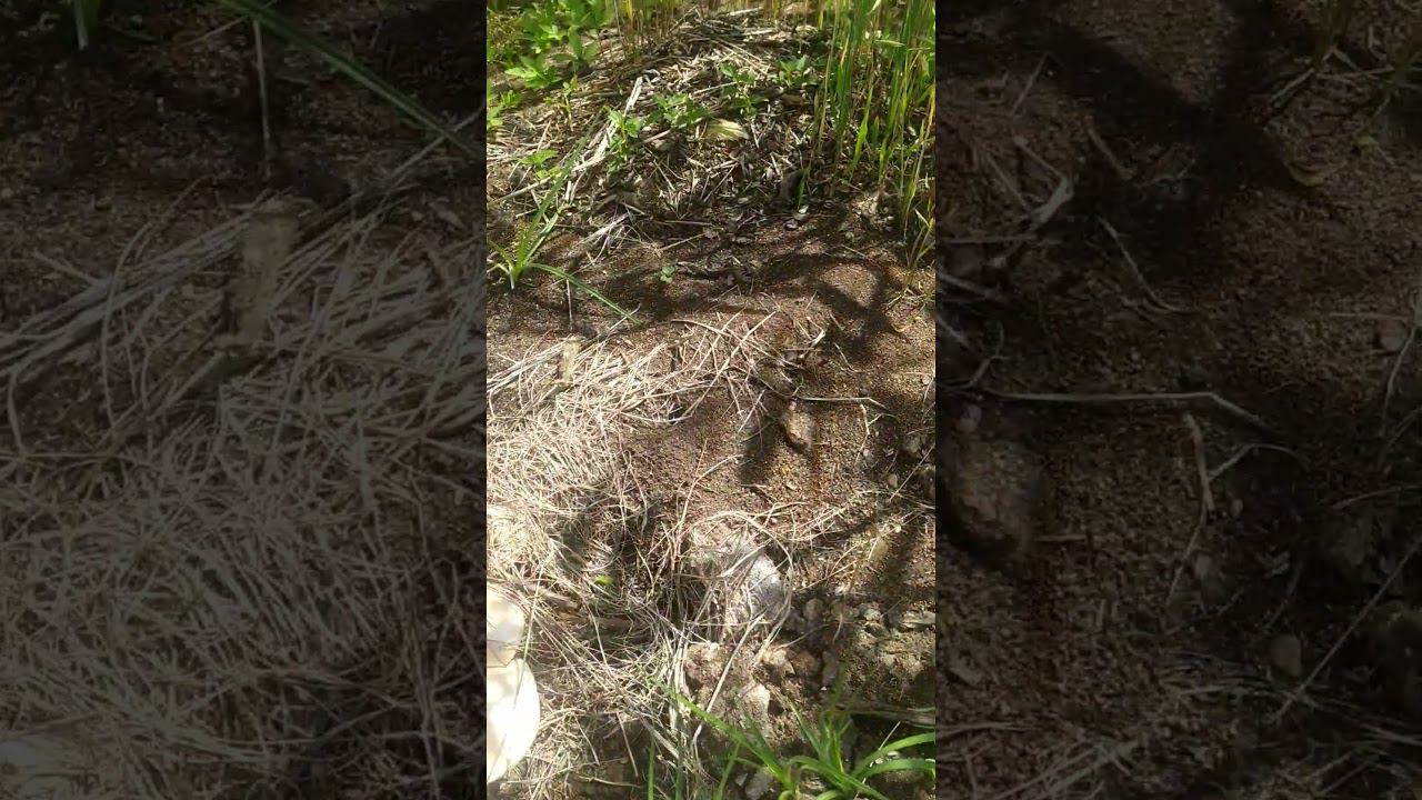 Королевские шампиньоны выращиваем на участке. Ленивый огород, как сорняк