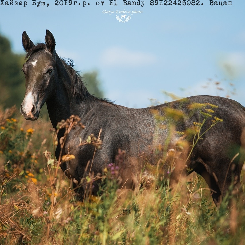 золотая осень. прогулка