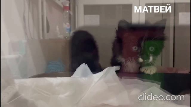 Котёнку очень нужен ДОМ!