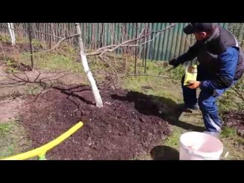 вторая подкормка плодовых деревьев и кустарников под перекопку весной
