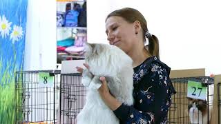 Выставка кошек в ТРЦ Рубин в Твери 2019