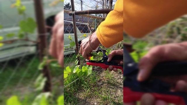 Нормировка куста винограда гроздями и побегами