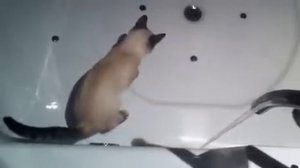 Кошка и Вода
