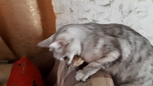 Мыши