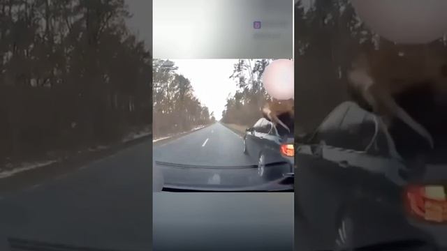 ?Зоопарк...