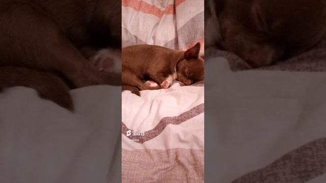 Фото приветик от красавицы Шанти. Питомник собак чихуахуа ArtaDogsa+79616914125