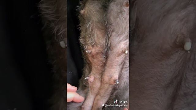 Gravidez psicológica  em cachorras