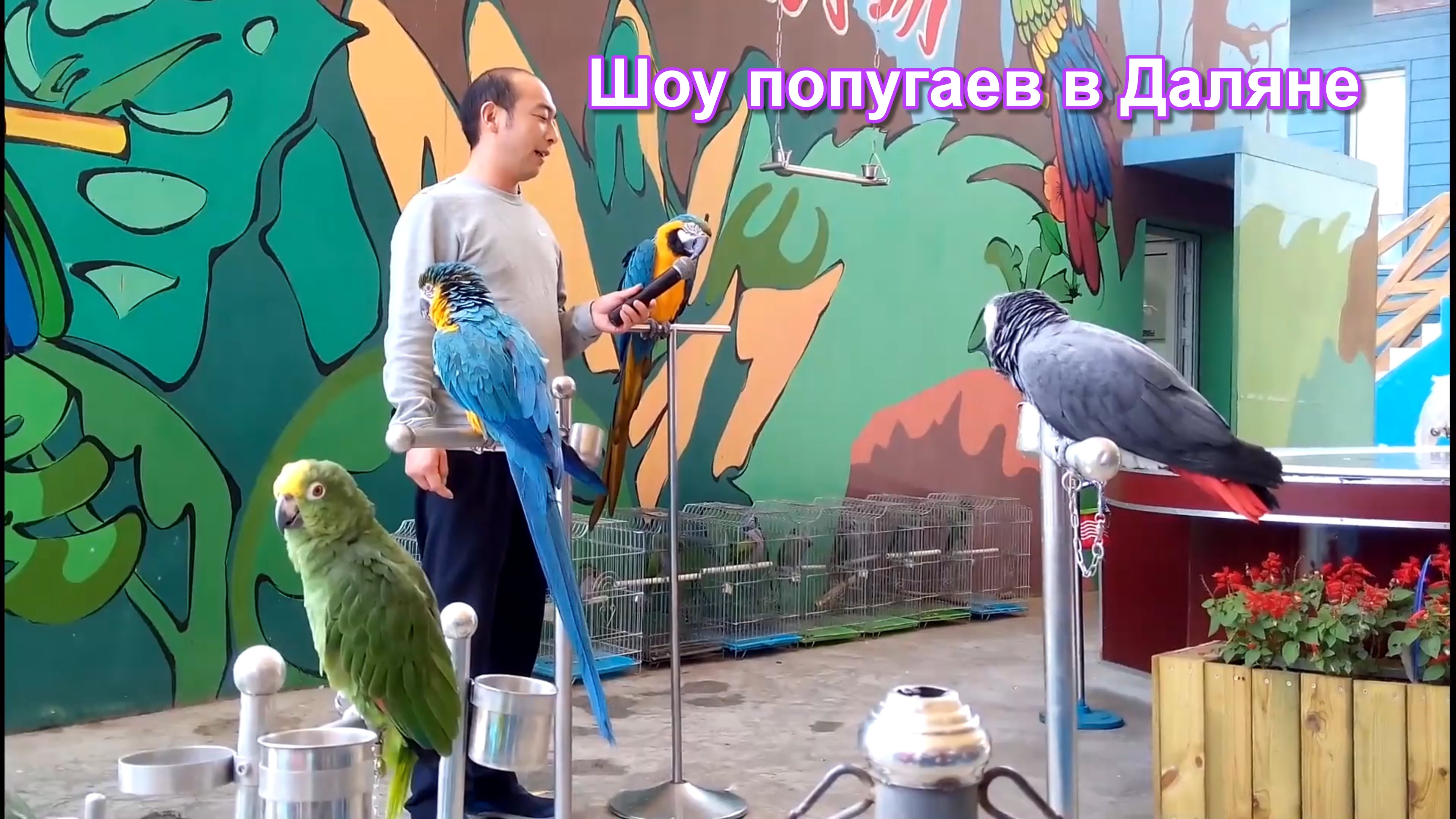 шоу_попугаев_парк_птиц_Далянь_Китай_2016год.mp4