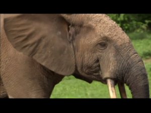 Лесные слоны (Forest Elephants)