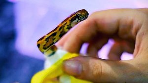 Носок с сюрпризом? Красивая Змея Маисовый полоз
