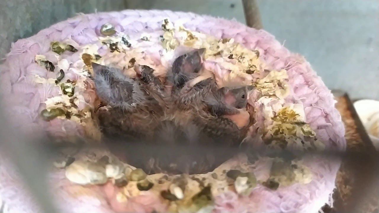 Гибрид щегла и канарейки