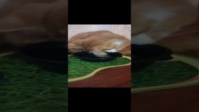 Мейн-кун пьёт водичку ?