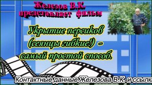 Железов В. К. Укрытие персиков (сеянцы гибкие!)  - самый простой способ.