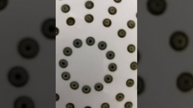 лейка человек яйца?