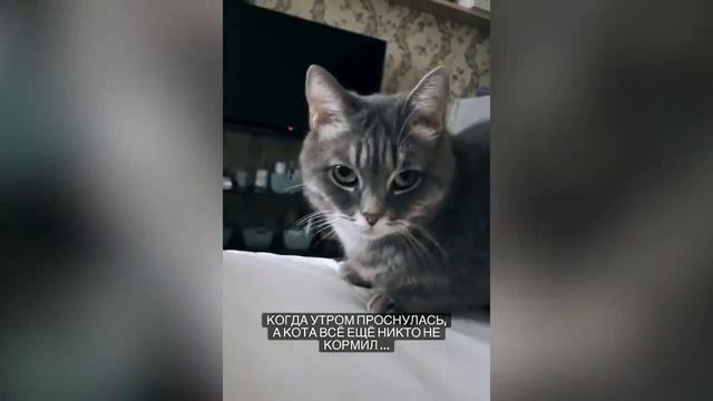 Смешные котики #82.mp4