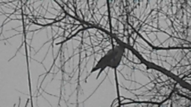 Ворона на проводе 543534534 DSCN4947