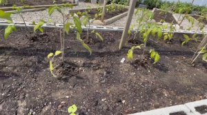 Garden Tour - How Long Does It Take For Seeds To Sprout