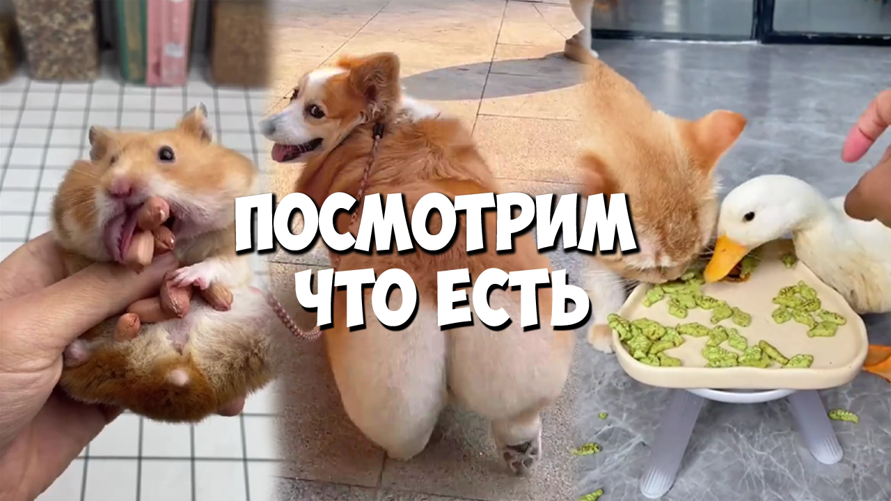 Самые милые и неуклюжие животные. ?? Смешные кошки и собаки.??