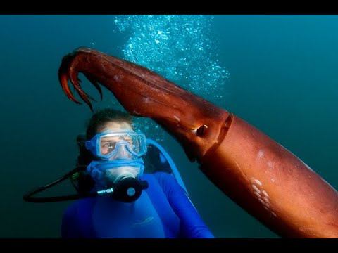 Underwater Discoveries - Поиск обитания