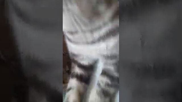 Видео с Котом