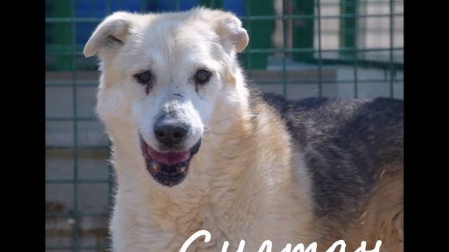 Собаки приюта Кожухово ушли навсегда в 2016г