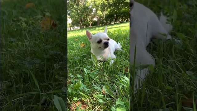 Чихуа отдыхает на травке #чихуахуа #чихуа #chihuahua