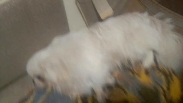 собака лежит на диване