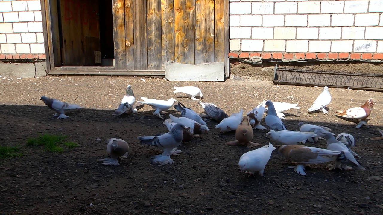 Продаются двухчубые голуби в связи с переездом. Бураево у Ивлева Евгения.