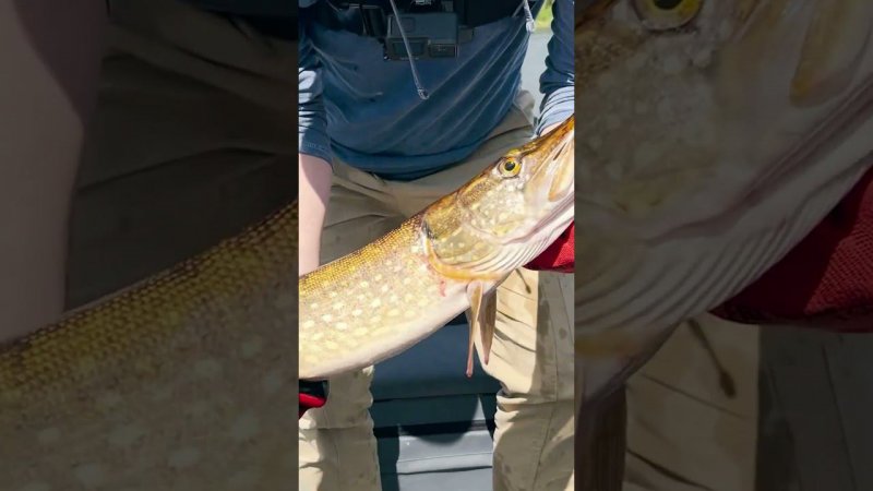 Подписывайтесь на наш канал  #shorts #рыбалка  #fishing #щука