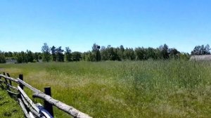 Свинья напала на девочку /куры/лошадь и аист