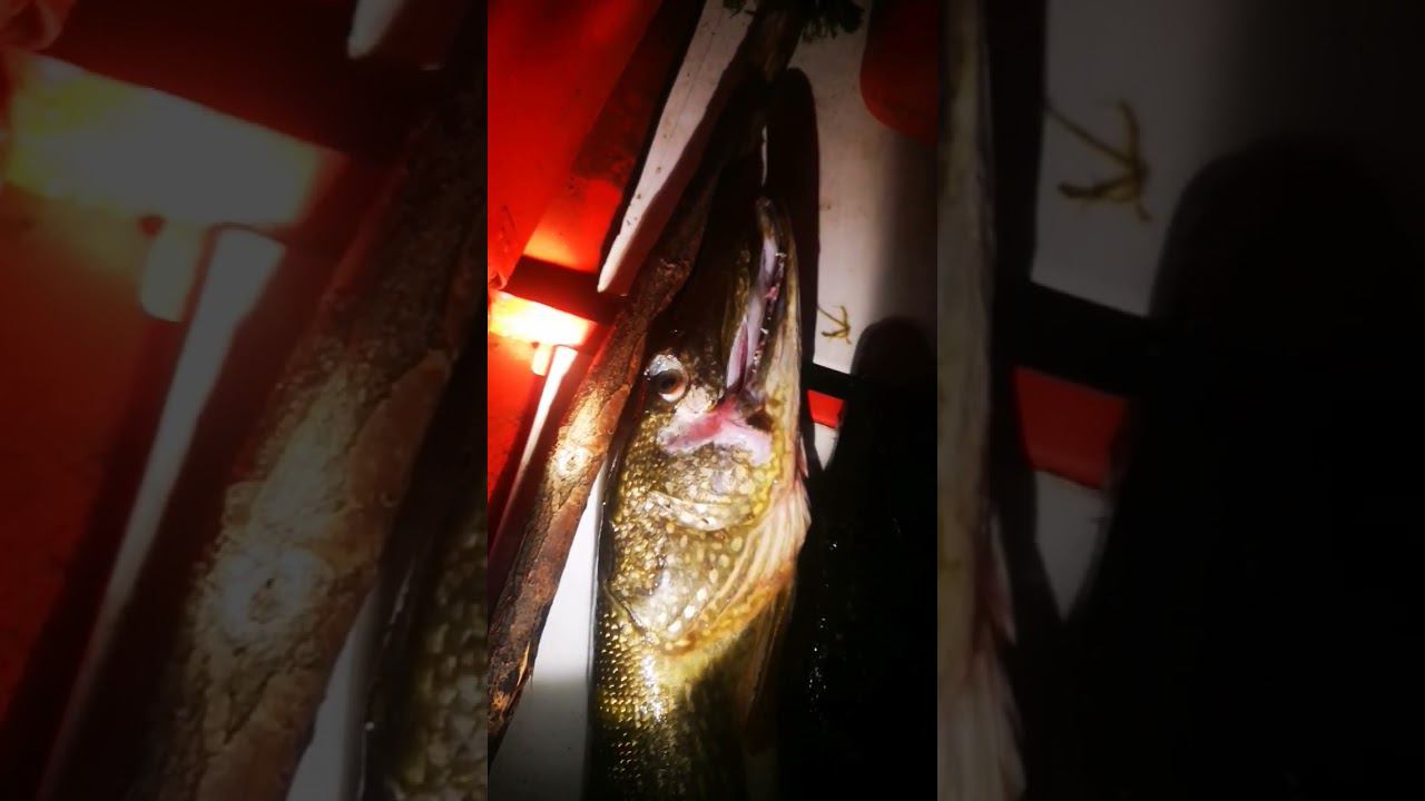 Шок  Щука на 10 килограмм на подводной охоте.