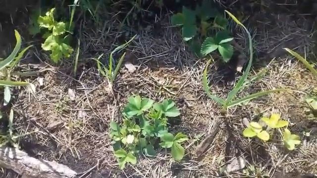 Как выбрать сорта клубники.