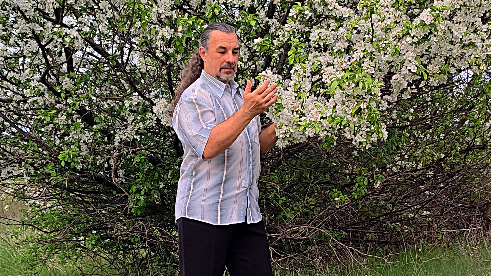 Яблони в цвету