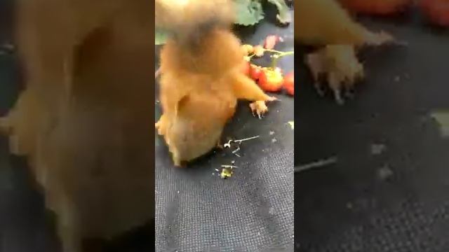 Продолжение банкета.mp4