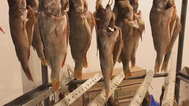 Рыболовные сюжеты часть 4