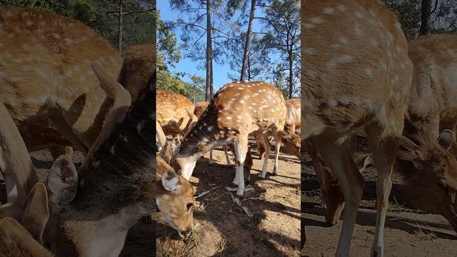 Близко и лично с грациозными пасущимися оленями - безмятежный отдых на природе.