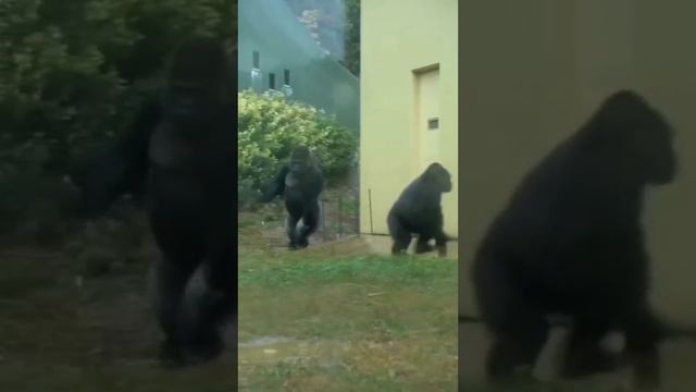 Как спешим на репетицию #shorts