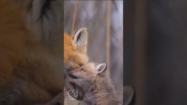 Рыжая симпатичная семейка.