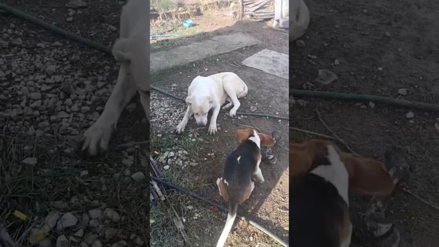 эта кость не светит Биглю 2 #крым #бигль #алабай