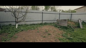 Теперь у нас есть голоубика. Жизнь в деревне