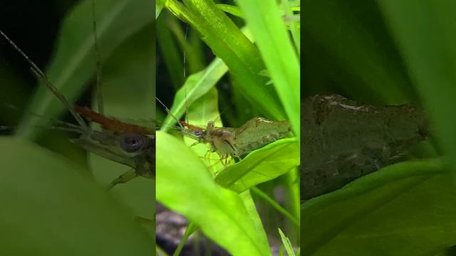 Аквариумная креветка #макробрахиум видео