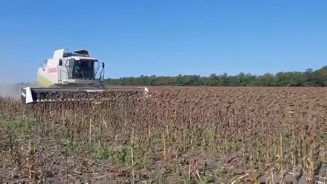 Подсолнечниковая жатка ELIBOL и комбайн CLAAS LEXION 450
