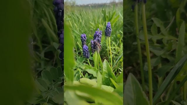 Полевые цветы