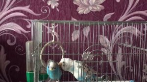 Знакомство волнистых попугаев, волнистый попугай 2017 самое новое