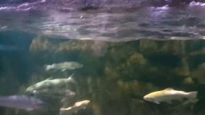 Круговой аквариум в океанариуме Воронежа