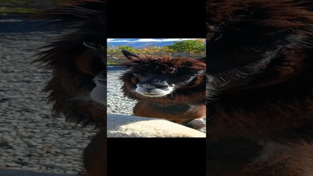 в Парке Альпак, #этизабавныеживотные