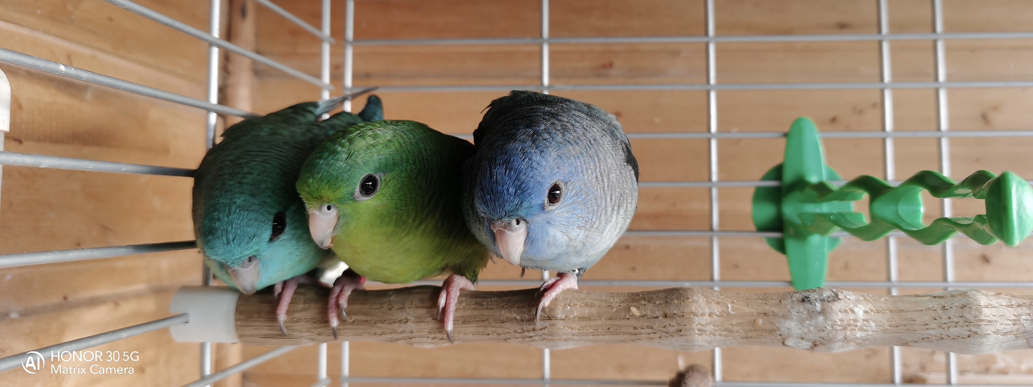 Второй выводок попугаев Катарины подрастает